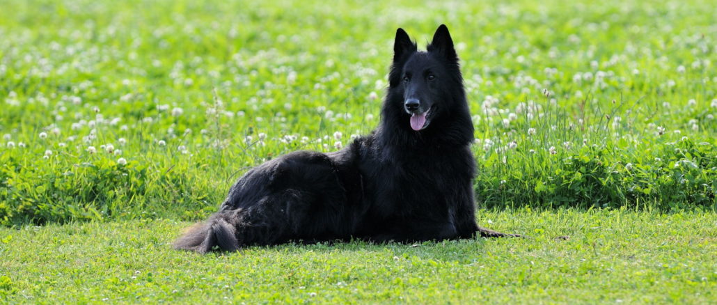 Basenji (Kongo-Terrier) – Hunde-Info.de