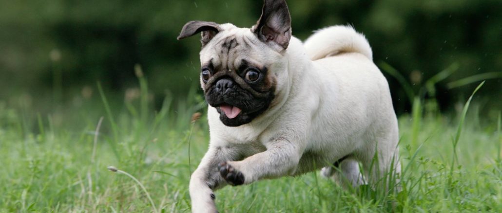Malteser – Hunde-Info.de