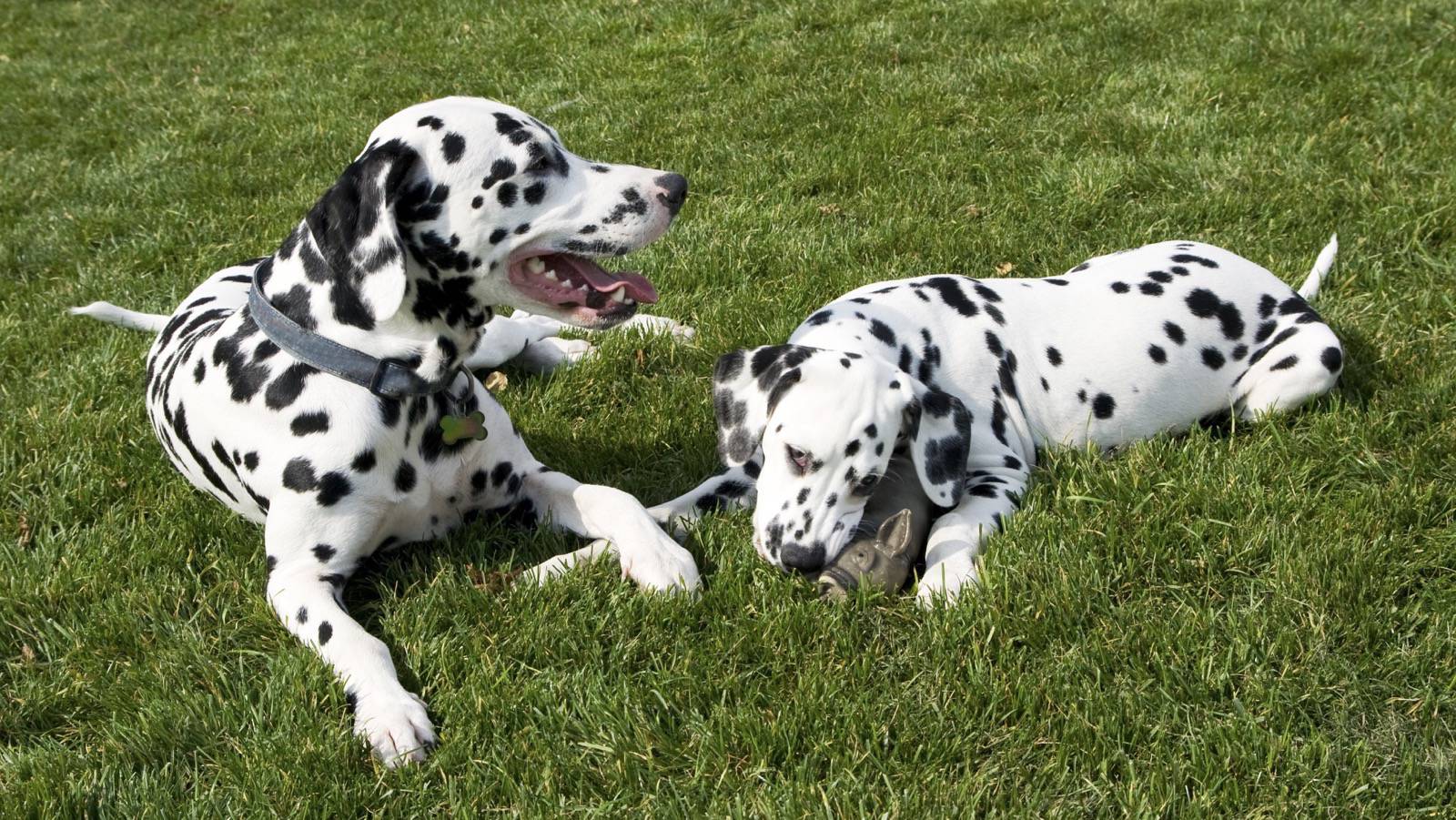 Dalmatiner › Hunde-Info.de